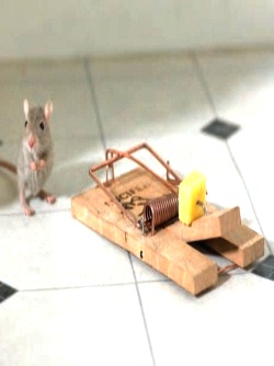 The “Second Mouse” | Tomorrow's World