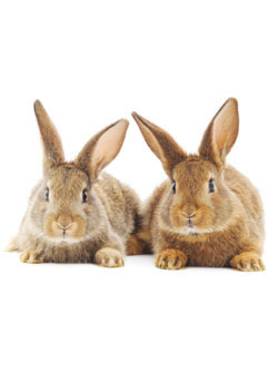 Chasing Two Rabbits? | Tomorrow's World