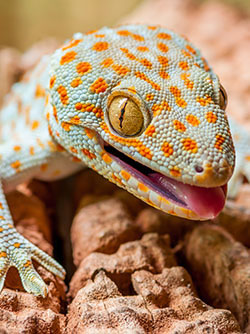 The Gecko Grip | Tomorrow's World