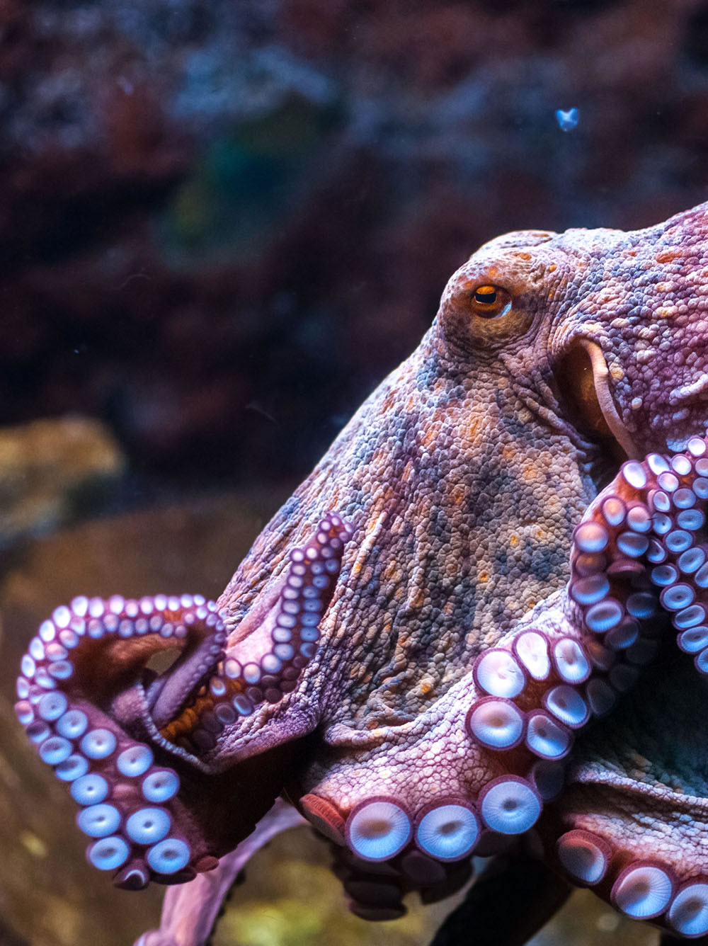 Octopus: An Alien in Our Oceans? | Tomorrow’s World