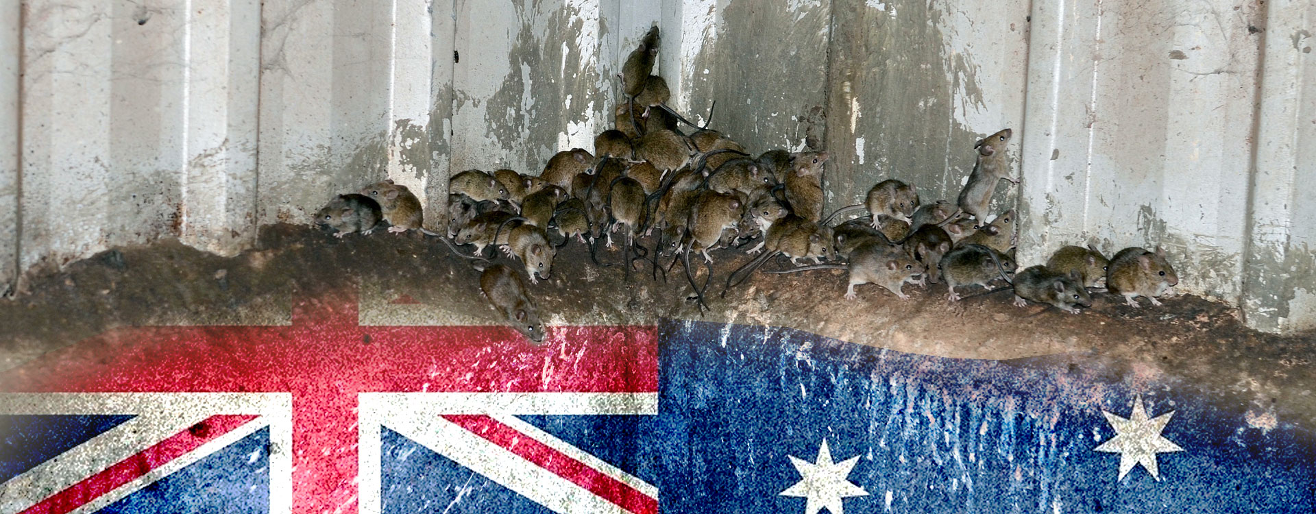 Australia’s Mice Plague Continues | Tomorrow's World