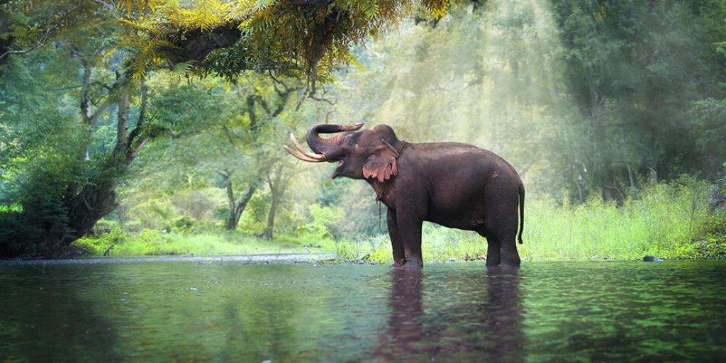 Seeing the Whole Elephant | Tomorrow's World