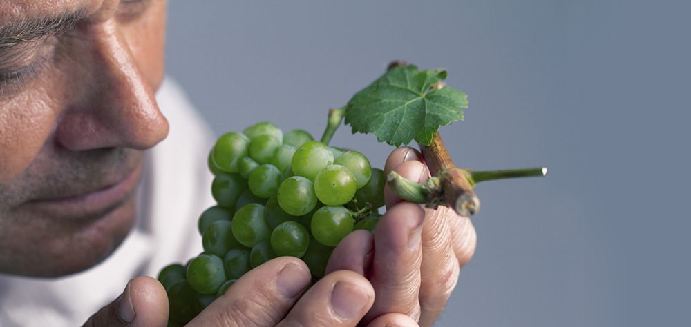 The Fruit Inspector | Tomorrow's World