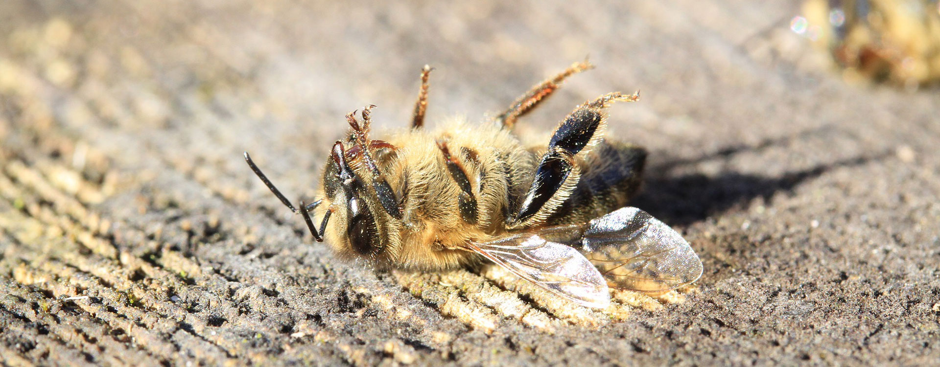 The “Insect Apocalypse” | Tomorrow's World