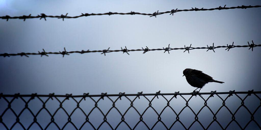 Jailbirds | Tomorrow's World