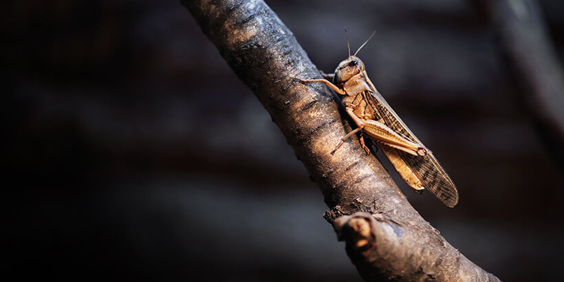 Plagues of Locusts | Tomorrow’s World — June 26, 2024