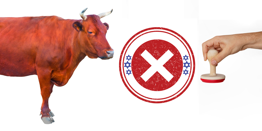 Red Heifers Rejected: A Prophetic Pause in God’s Timeline? | Tomorrow’s ...