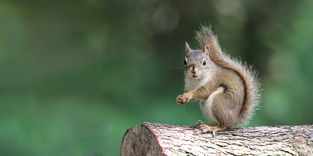 Lessons from "Squirrel Hunting" | Tomorrow's World