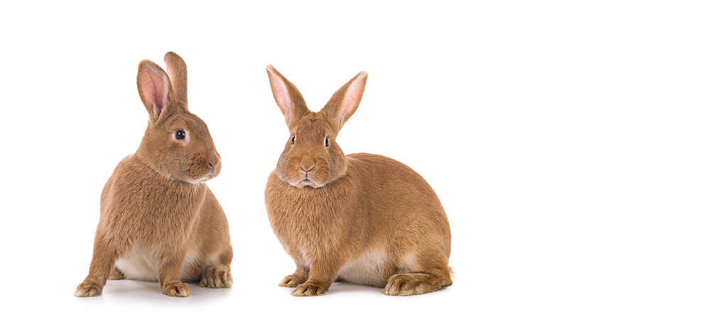 Chasing Two Rabbits | Tomorrow's World