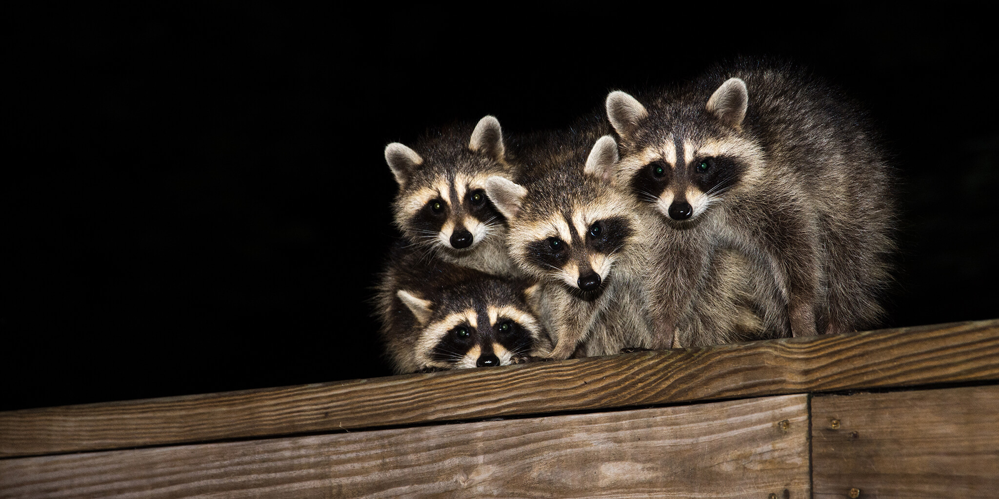 The Blessing of Unclean Animals | Tomorrow’s World